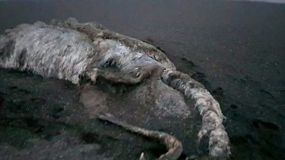 'Penis fish' wash up on a beach in California - BBC News