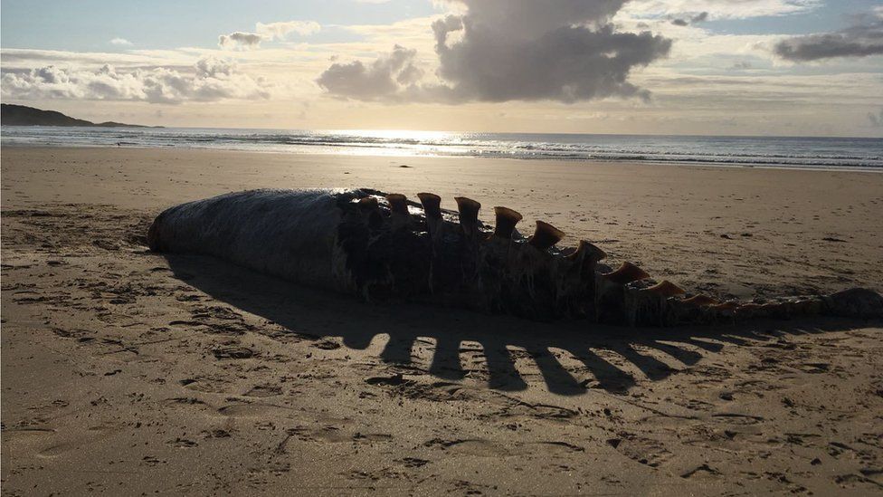 Record year for marine animal strandings in Scotland - BBC News