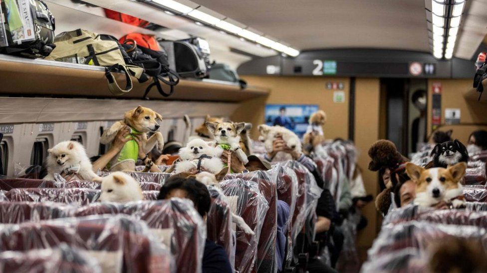 Dogs enjoy a special ride on bullet train in Japan - BBC Newsround