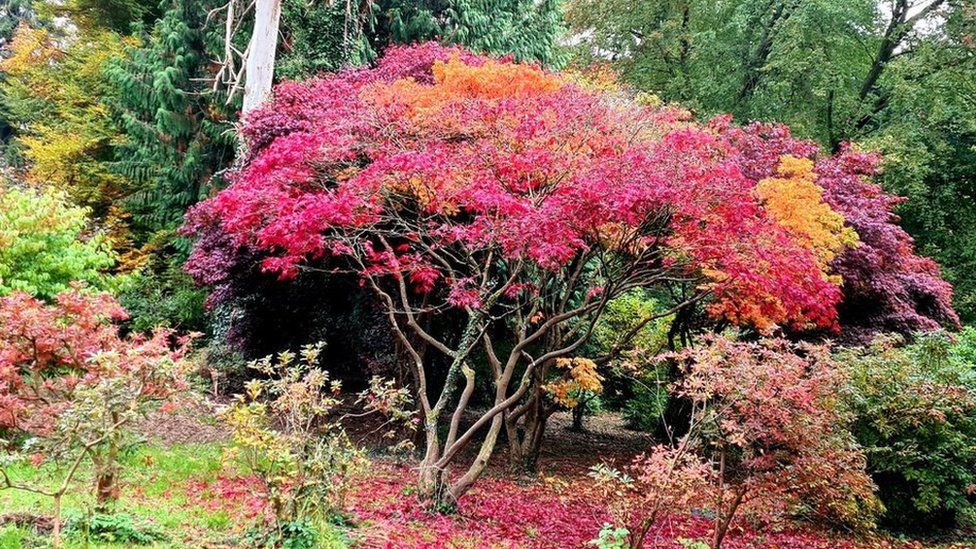 Autumn starts to show its colours across UK - BBC Weather