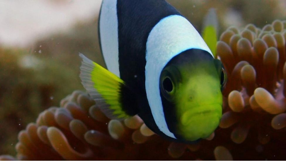 Coral reef: Scientists record fish noises to show reef recovery - BBC ...