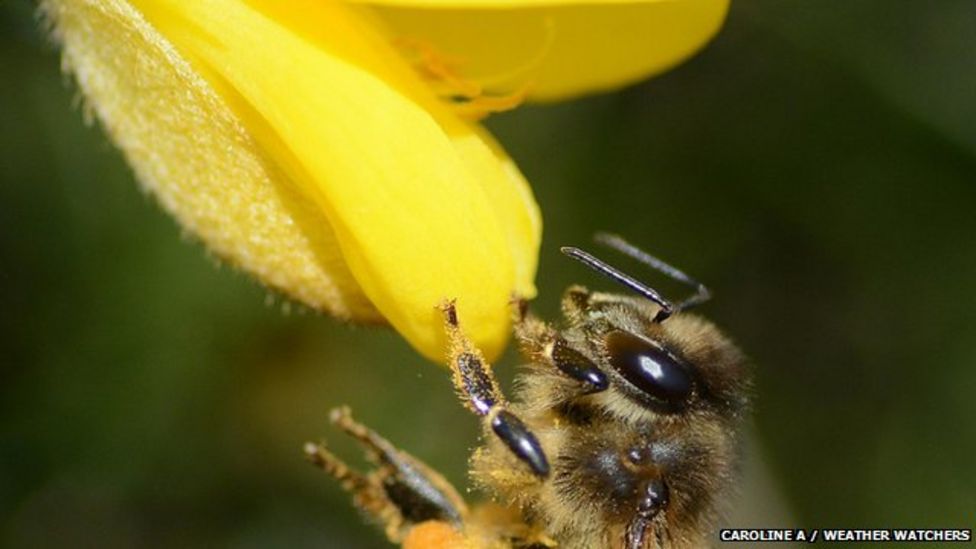 Gallery: Signs of spring - BBC Weather