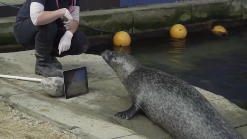 Sanctuary pay tribute to mischievous seal - BBC News