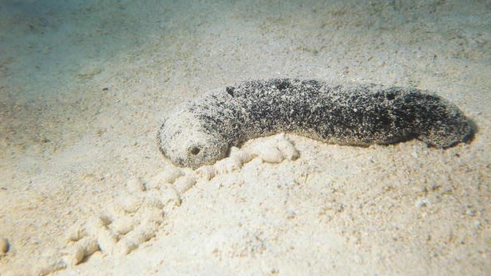 The superglue slug and other amazing animal defenders - BBC Newsround