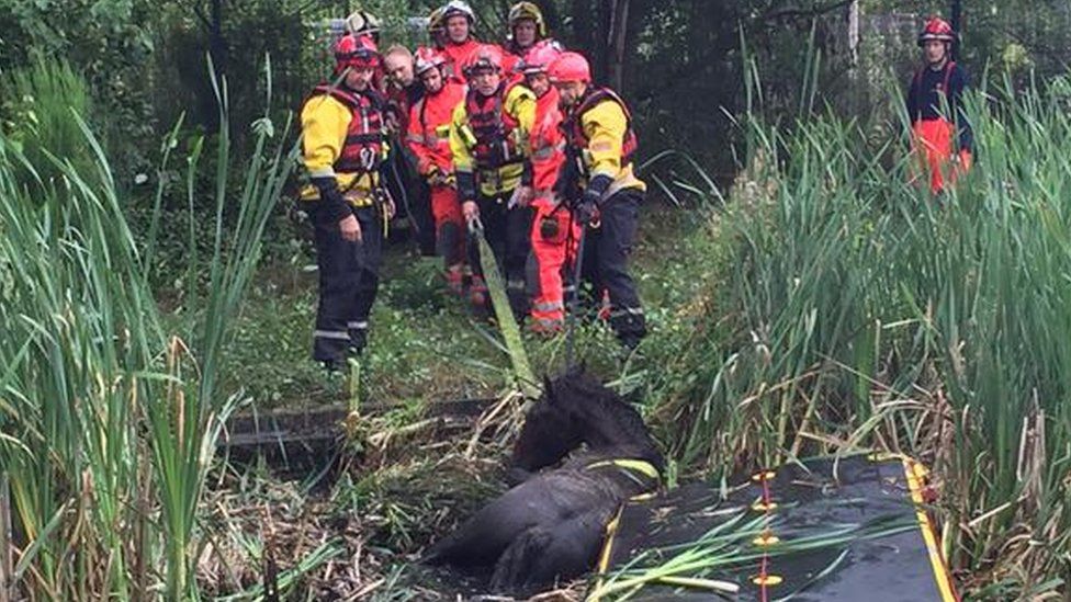 Horse rescued after falling in hole on Wigan farm - BBC News