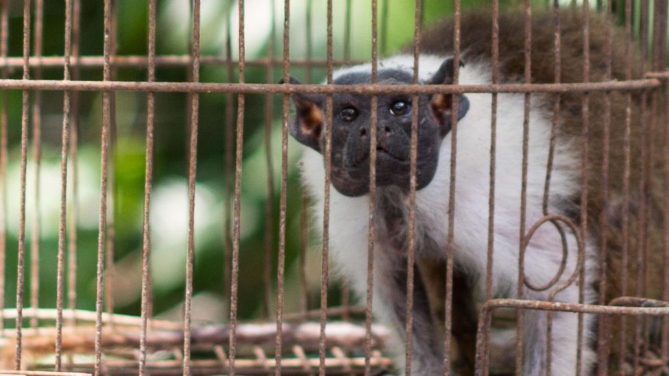 Jersey man sets up charity to help endangered monkeys - BBC News