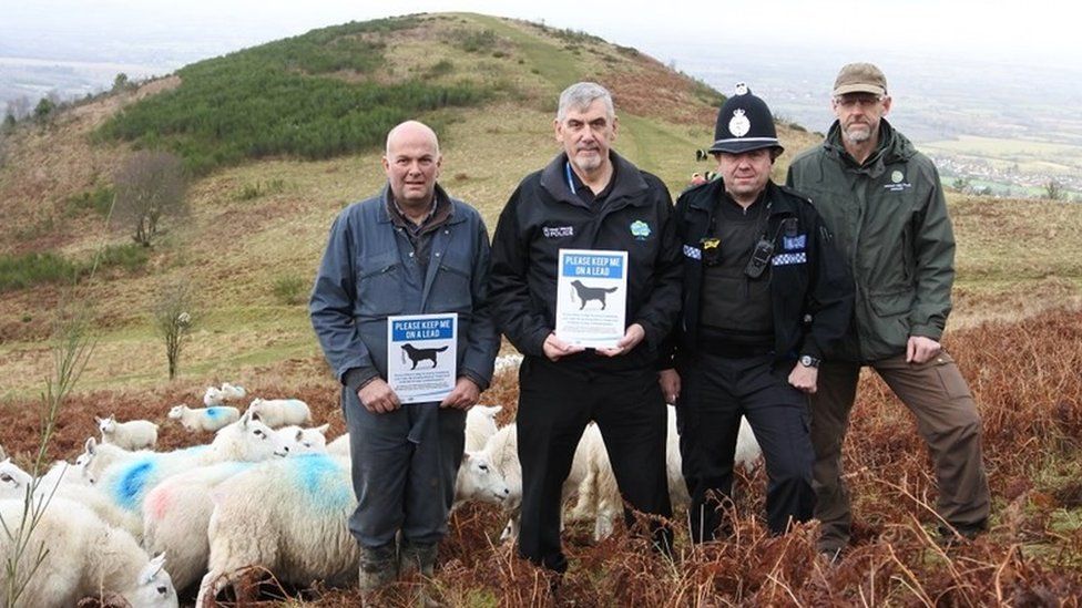 Malvern Hills Trust 'frustrated' after dogs attack sheep - BBC News