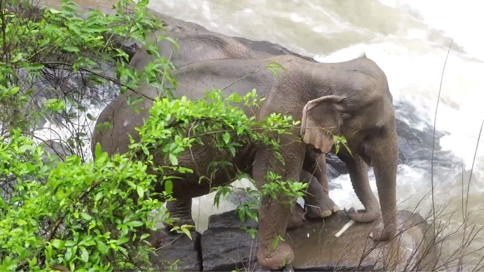 Thai elephant deaths: Do elephants risk their lives to save each other ...