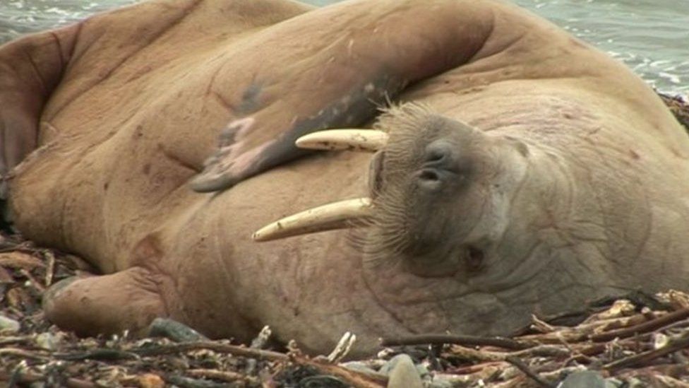 Arctic walrus spotted in North Ronaldsay and Sanday - BBC News