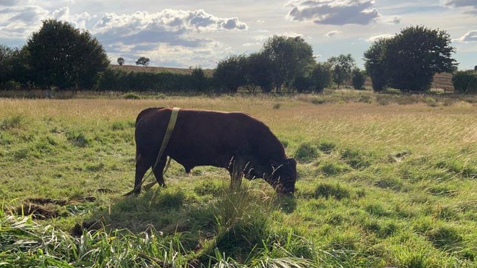 Essex firefighters hoist stuck bull out of ditch - BBC News
