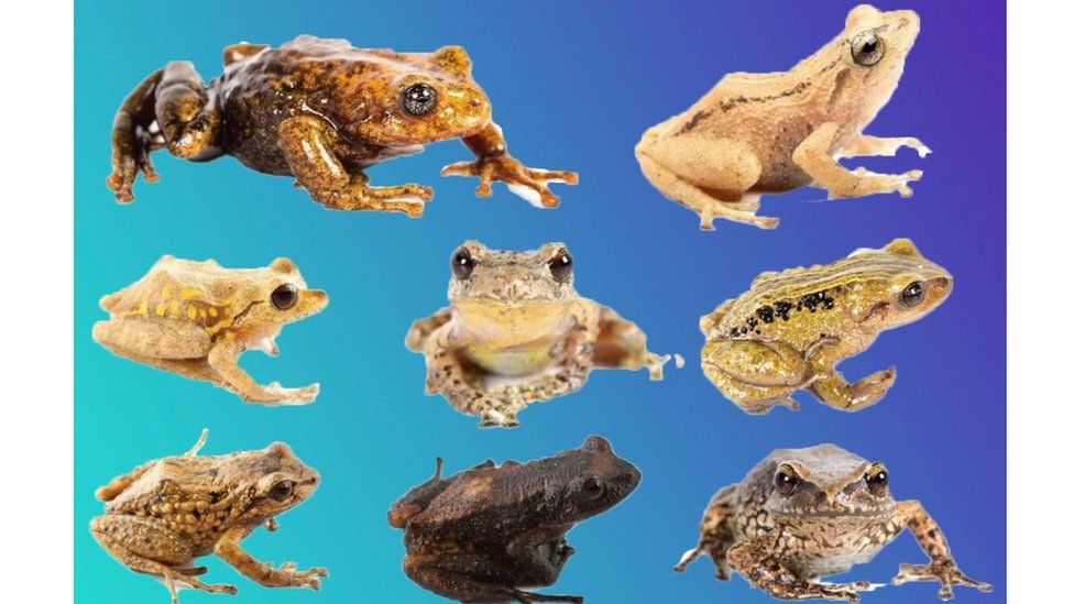 Eleven new species of rain frog discovered - BBC Newsround