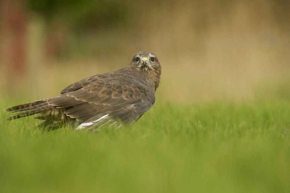 How buzzards came to fly over the UK again - BBC News