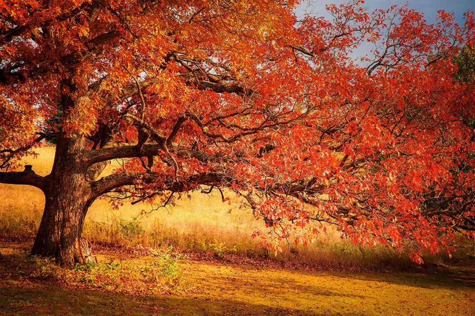 Your pictures on the theme of autumn colours - BBC News