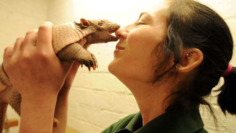 Oxfordshire wildlife park hand-rears first armadillo pups - BBC News