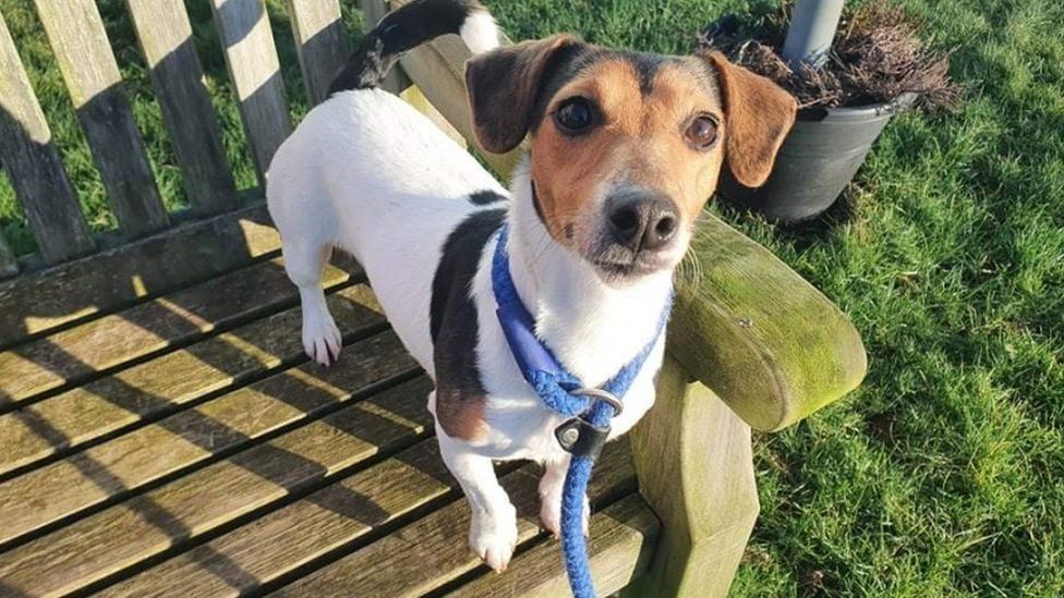 SSPCA changes visiting policy after 'calmer' animals during pandemic ...