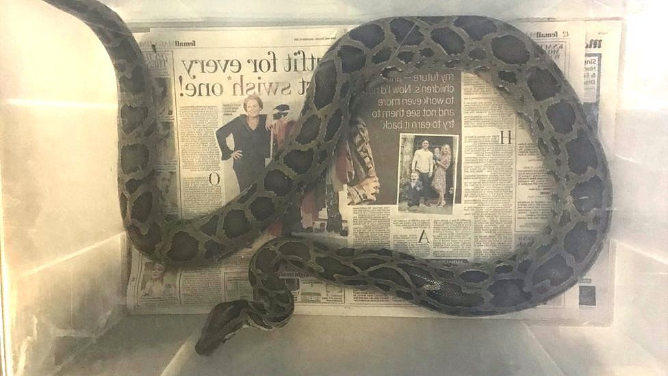 Six-foot python abandoned in Burnley Tesco car park - BBC News