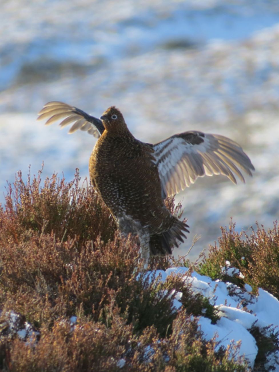 Your pictures of Scotland: 12-19 February - BBC News