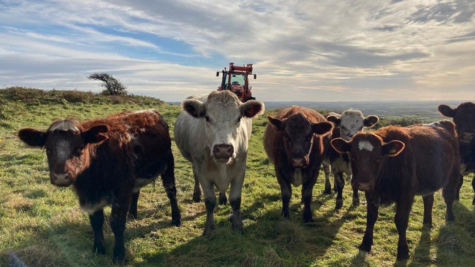 Cornwall G7 legacy project to boost wildlife habitats - BBC News