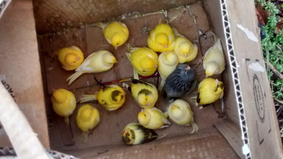 Canaries left to 'a horrible slow death' - BBC News