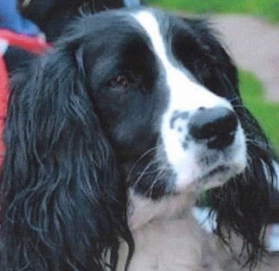 Stolen Rothwell dog found 130 miles away in Bristol - BBC News