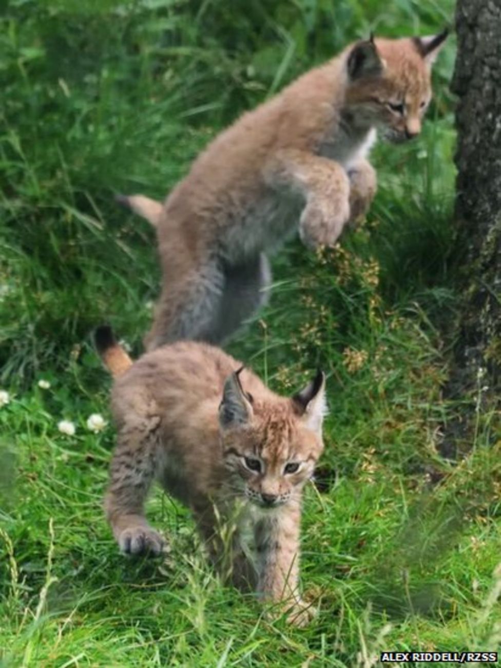 Park's new lynx cubs scout out their enclosure - BBC News