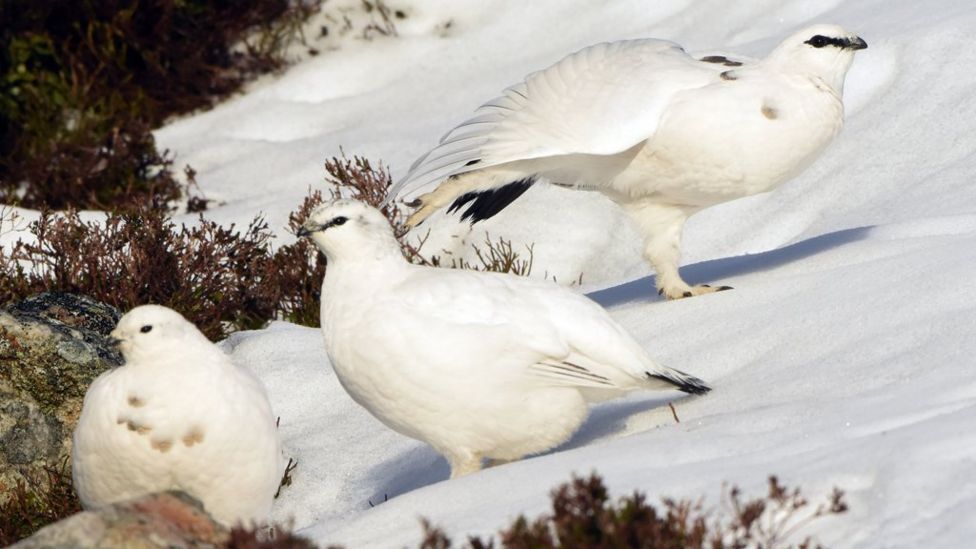 Your pictures of Scotland: 6 - 13 January - BBC News