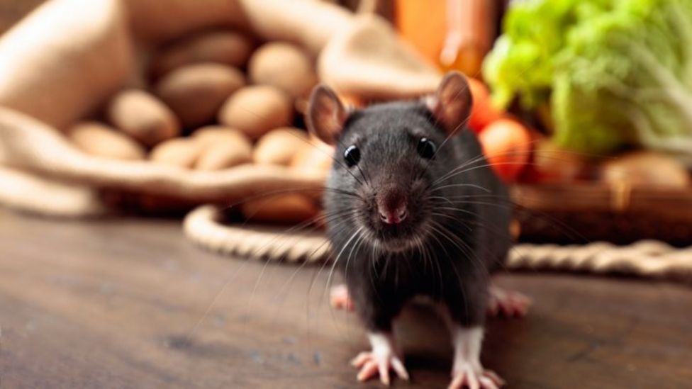 Rare giant rat caught on camera for the first time in Solomon Islands ...