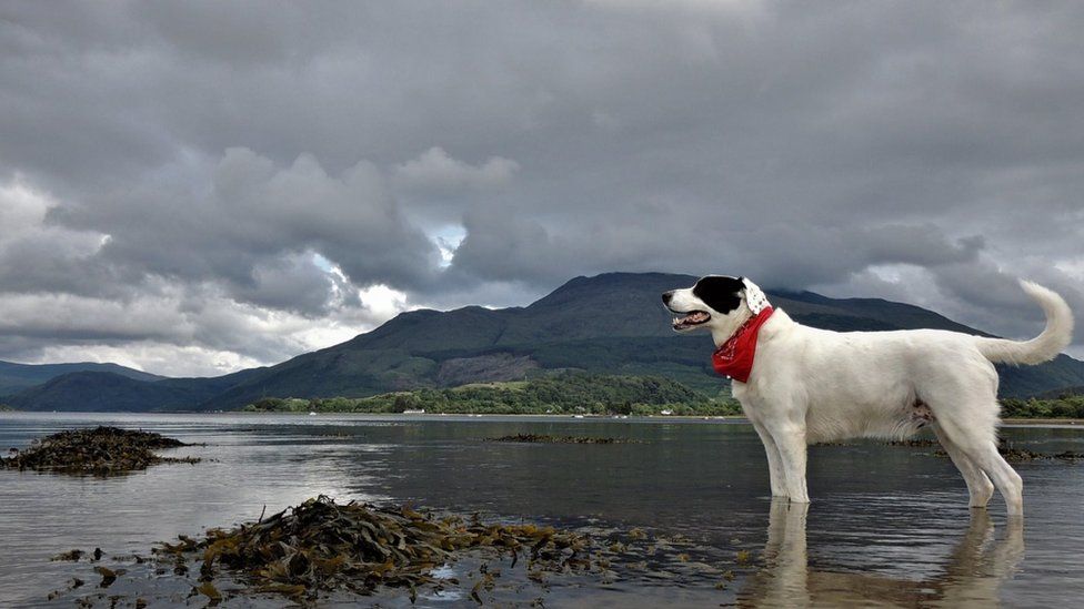 Top five 'animals in weather' - BBC Weather