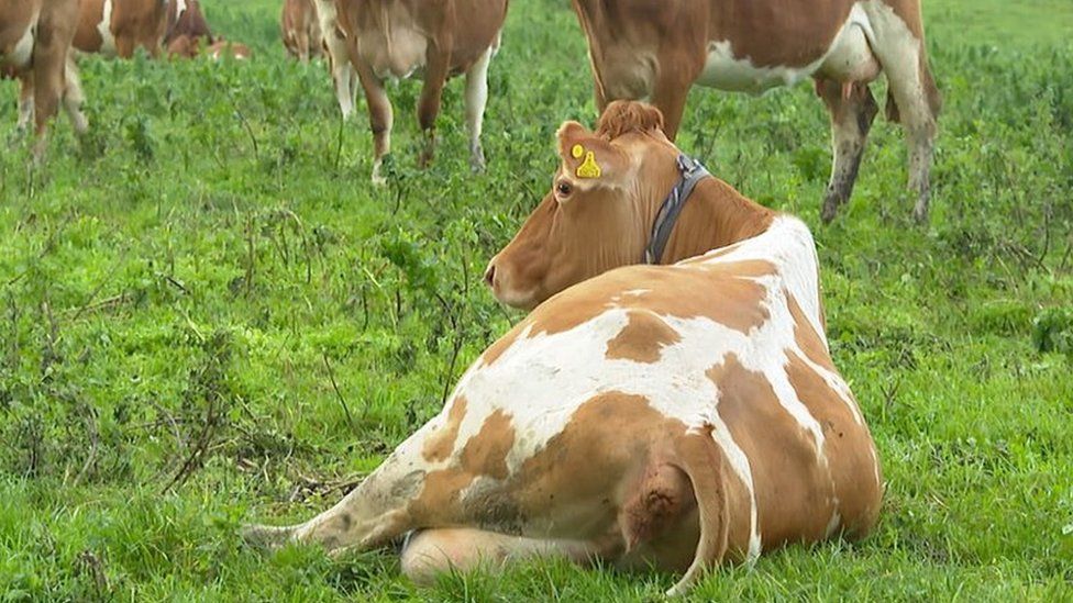 Bovine virus 'wreaking havoc' with Guernsey's cows - BBC News