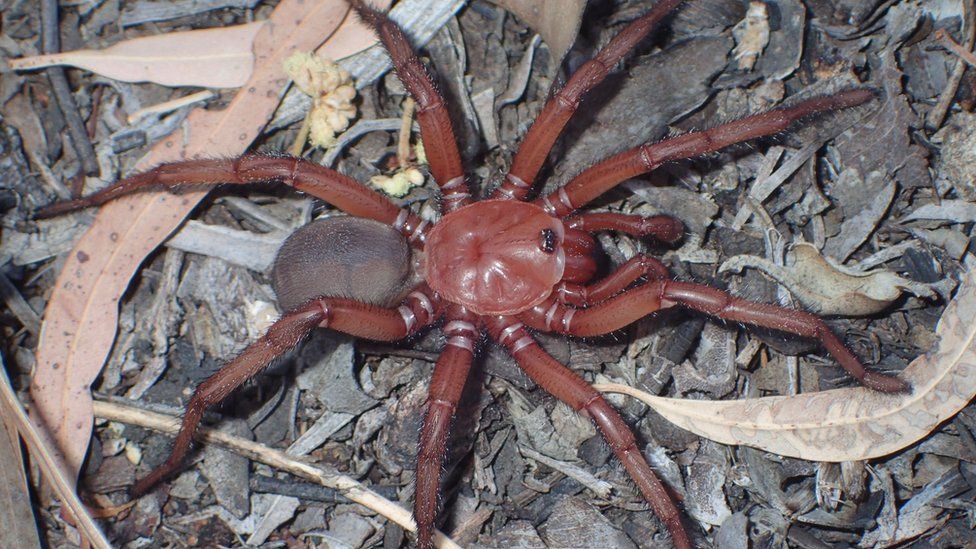 Tarantula causes vehicle crash in California's Death Valley - BBC News