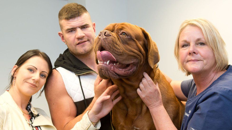 Dog owner warning after County Durham adder bite - BBC News