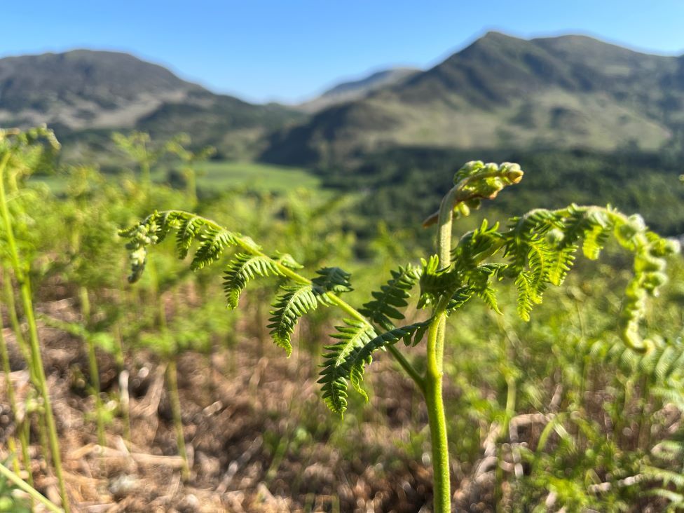 Farmers want to use banned chemical to control bracken - BBC News