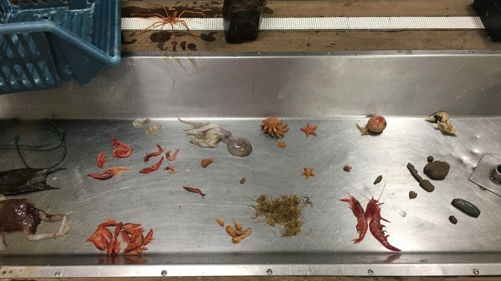 The strange deep sea creatures off Scotland's coast - BBC News