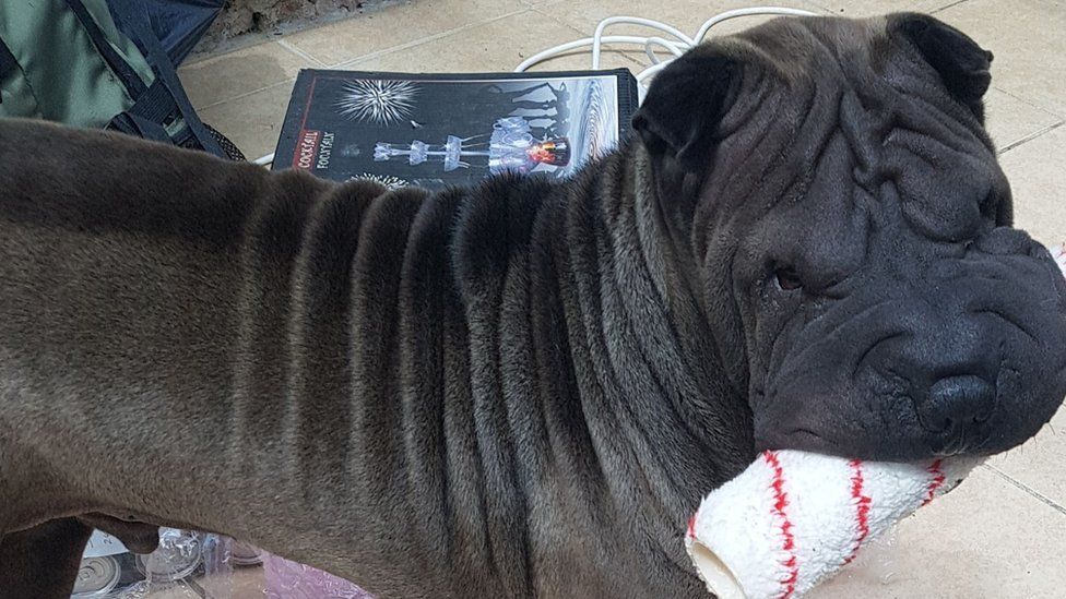 Missing dog survives 45 days trapped on Dorset beach - BBC News