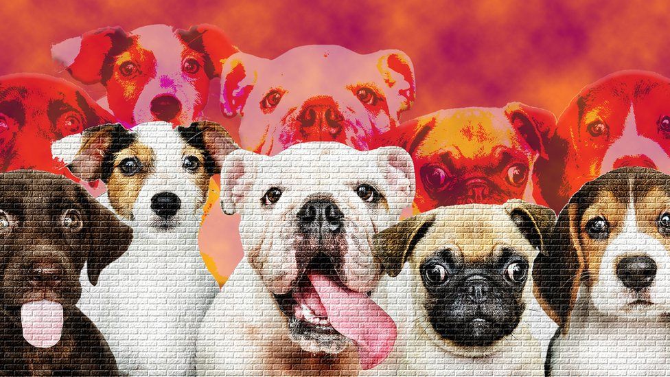 Is there lots of dog poo in your local park? - BBC Newsround