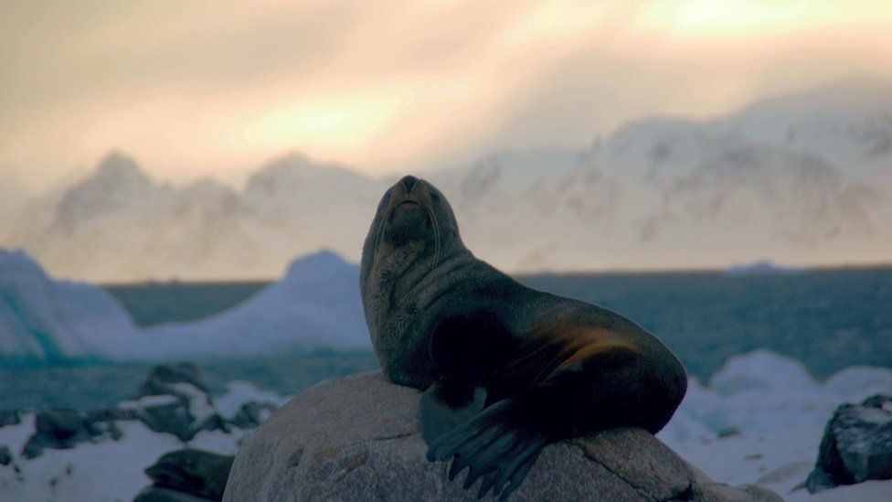 Newid hinsawdd: Antarctica 'fel ffenest mewn i'r dyfodol' - BBC Cymru Fyw