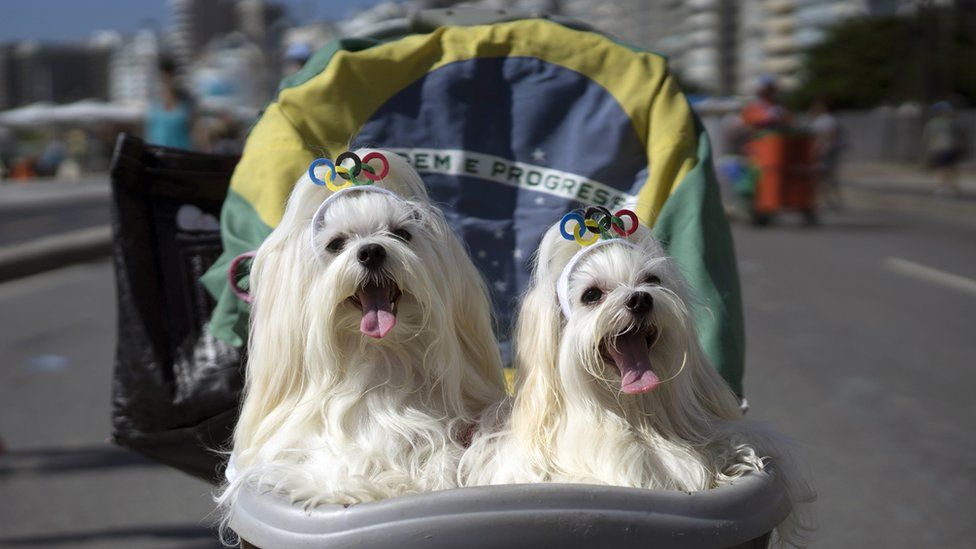 Puppy pals hang out at Brazil's pet parade - BBC Newsround