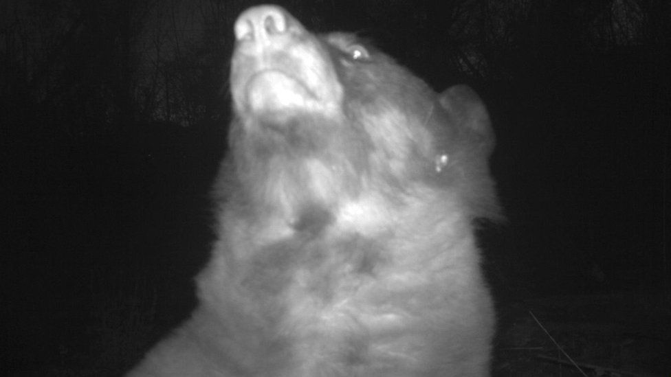 Meet the bear who took 400 selfies on a wildlife camera in the US - BBC ...