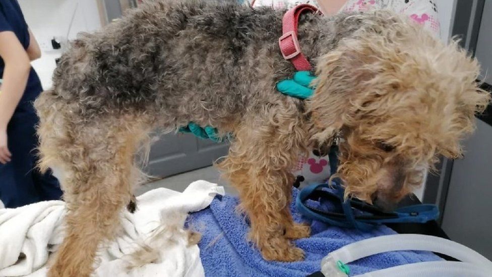 Maidstone family gives home to dog thrown from moving lorry - BBC News