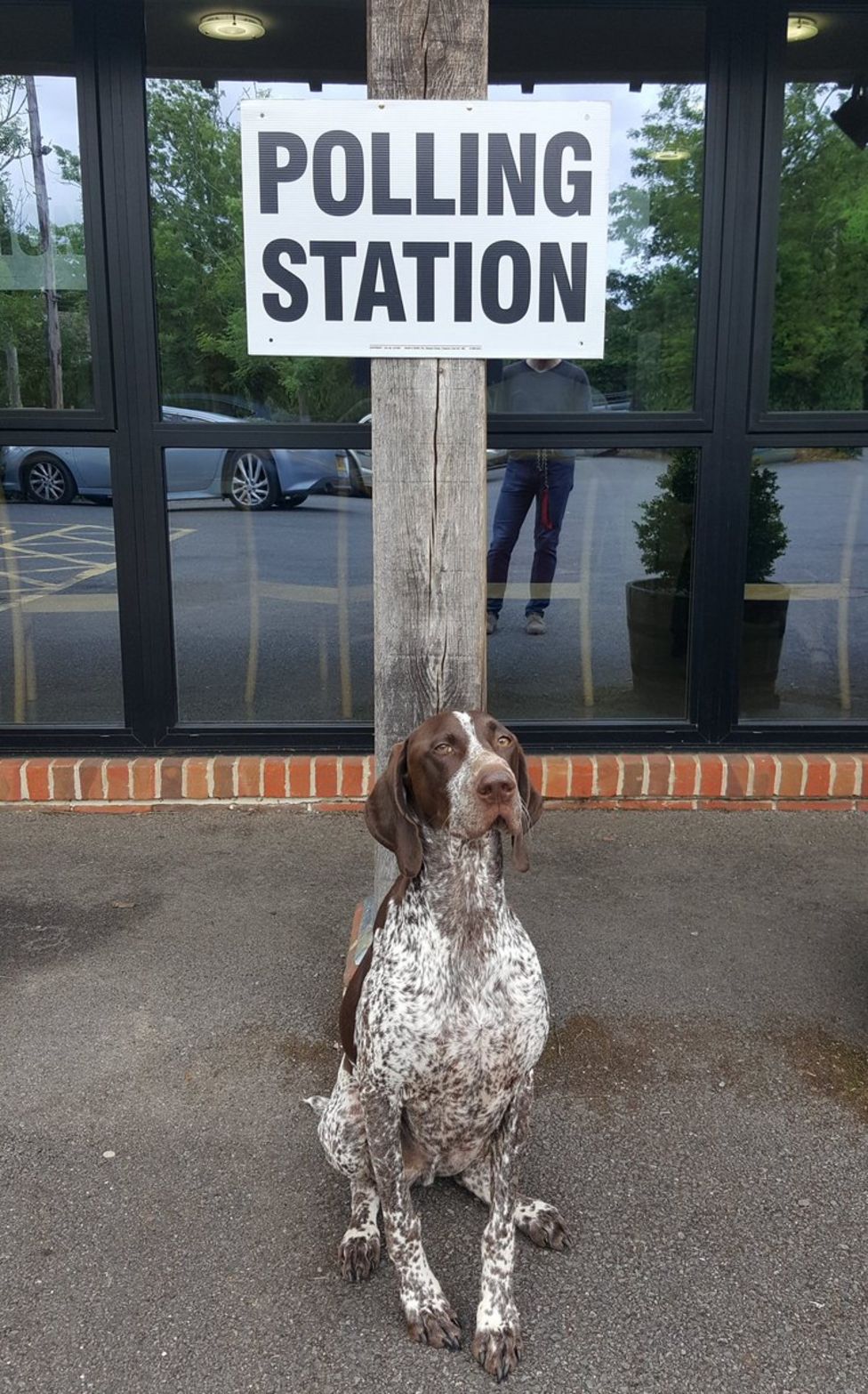 General election: It's time for dogs at polling stations - BBC Newsround