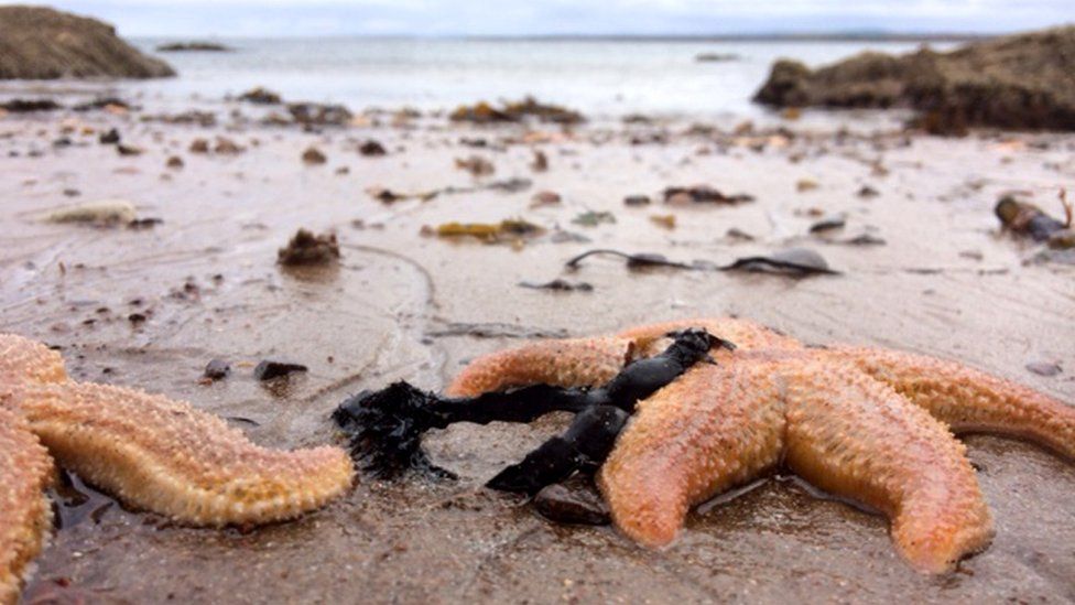 Star whoa: Stunning starfish on Scottish beach - BBC News