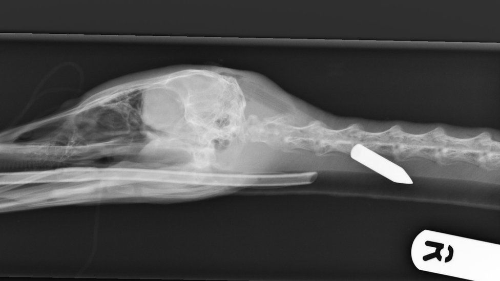 Swan rescued after being shot with catapult in Leicestershire - BBC News