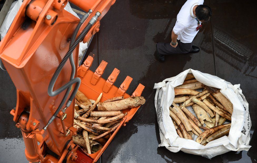 CITES species body rejects process for ivory sales - BBC News