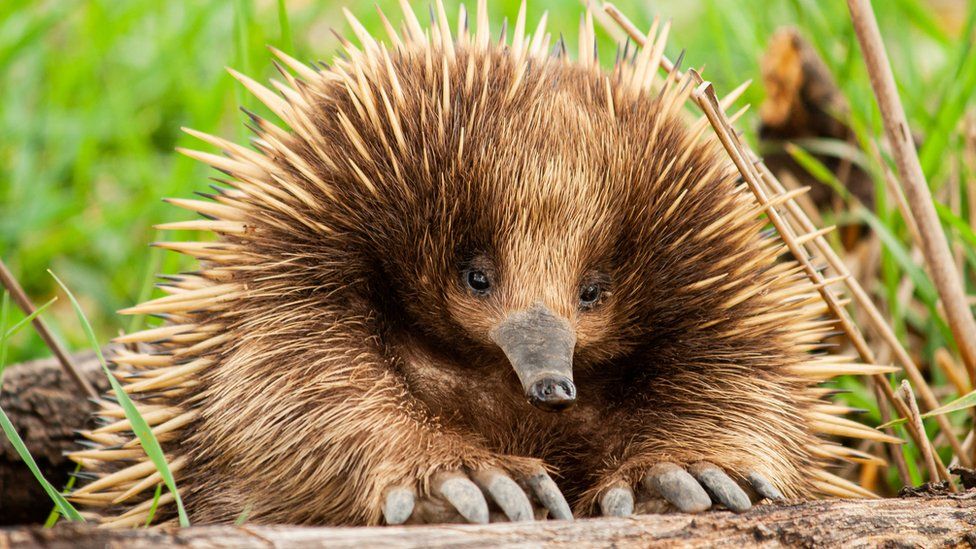 Echidnas stay cool with snot bubbles and belly flops according to new ...