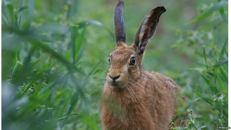 Biomass crop acts as refuge for brown hare - scientists - BBC News