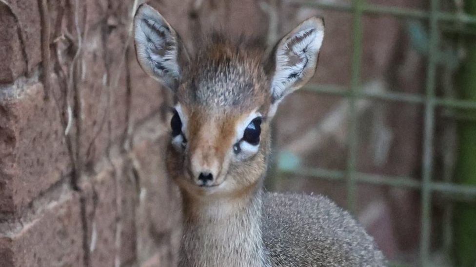 Tiny antelope arrives at Evesham zoo for breeding scheme - BBC News
