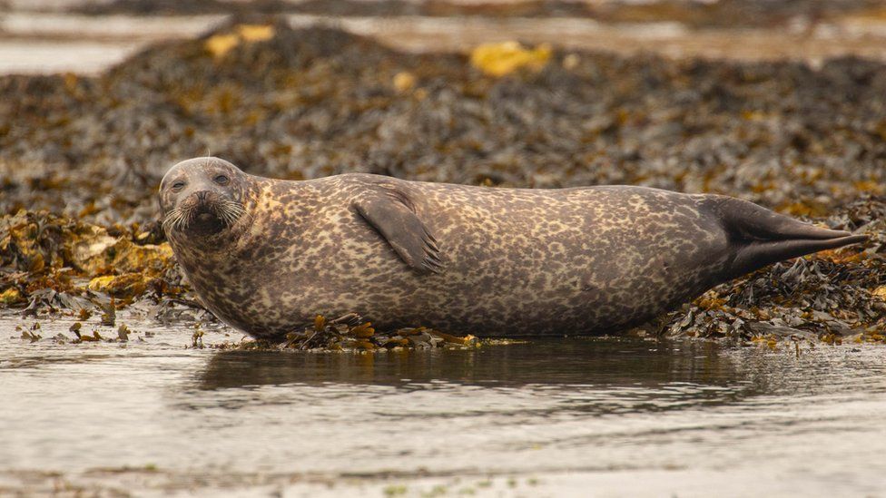 Seal cull 'not best solution' to boost fish stock - BBC News