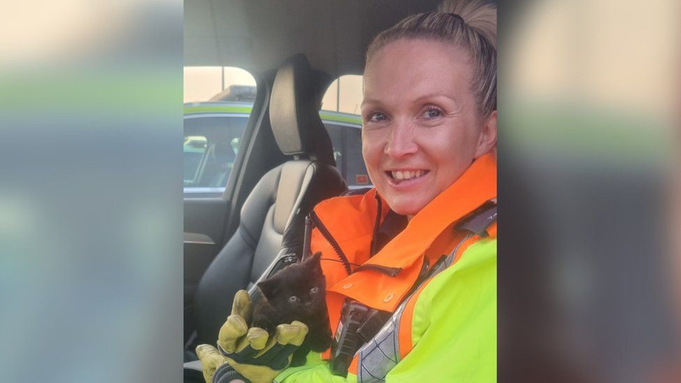 New-born kitten recovering after motorway rescue - BBC News