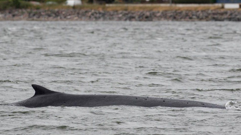 Fin whales spotted in Kessock Channel at Inverness - BBC News