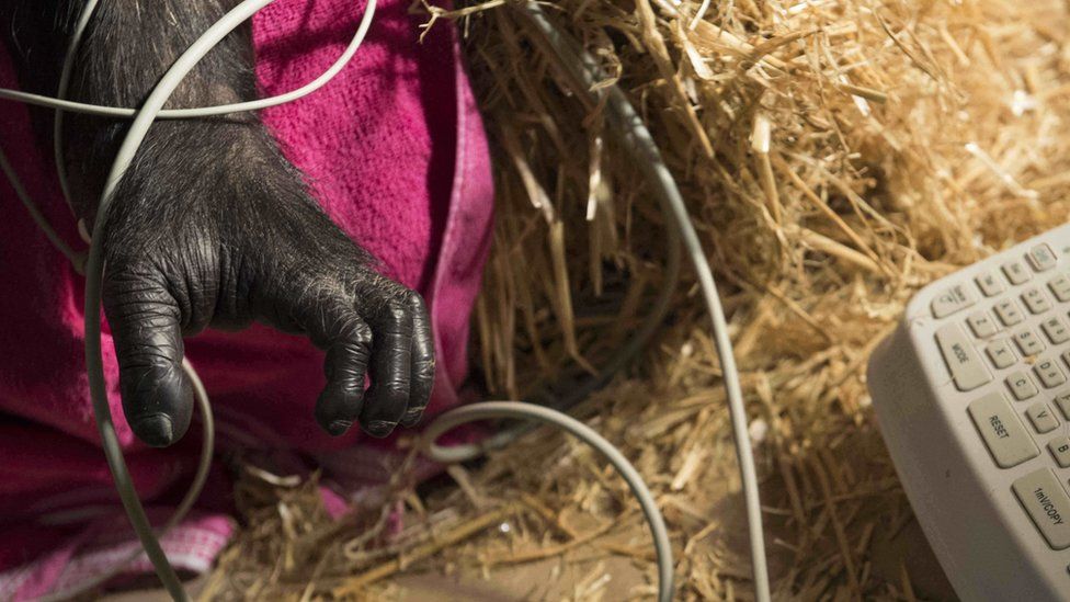 Twycross Zoo begins great ape heart disease study - BBC News